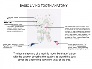Septic Tank Teeth (abridged) - IABDM